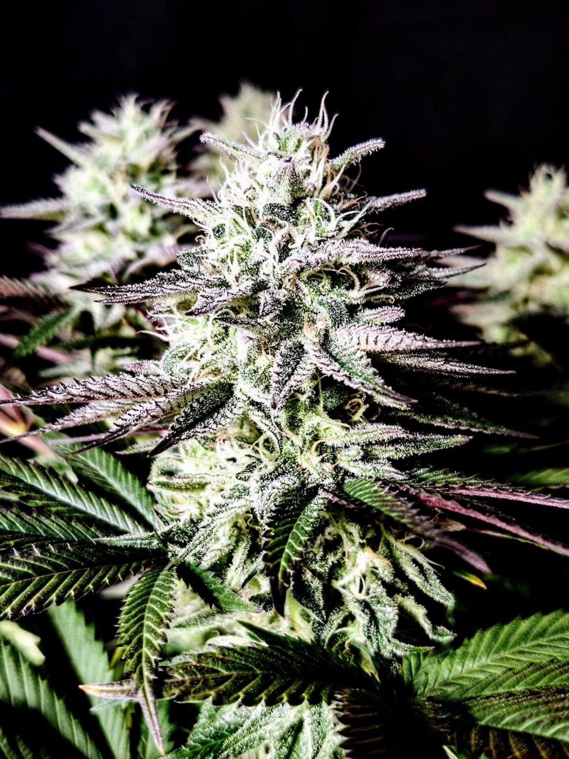 Pure Ice Cream Cannabis Seeds – Pure Instinto