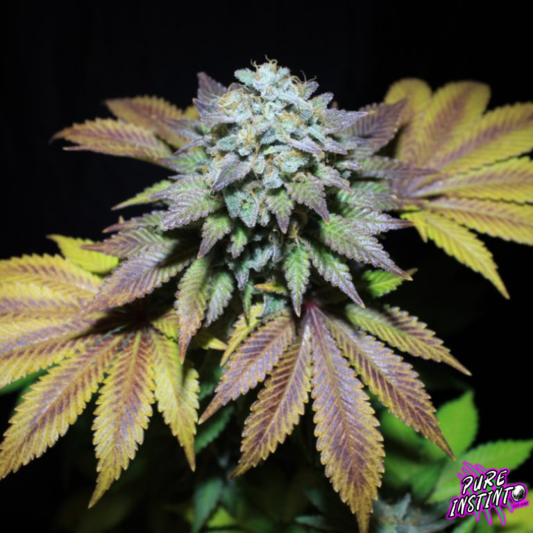 Watermelon Zkittlez Genetics Strain - Pure Instinto