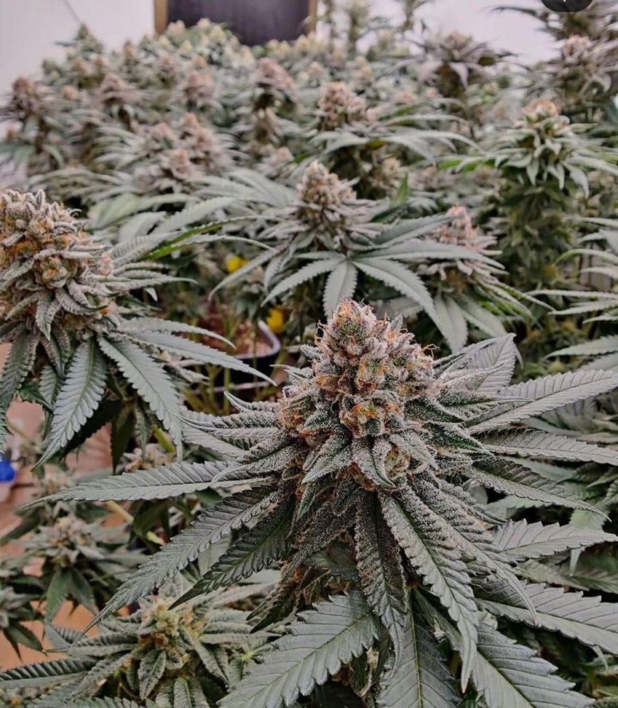 Strawberry Shortcake Autoflower Cannabis Seeds - Pure Instinto