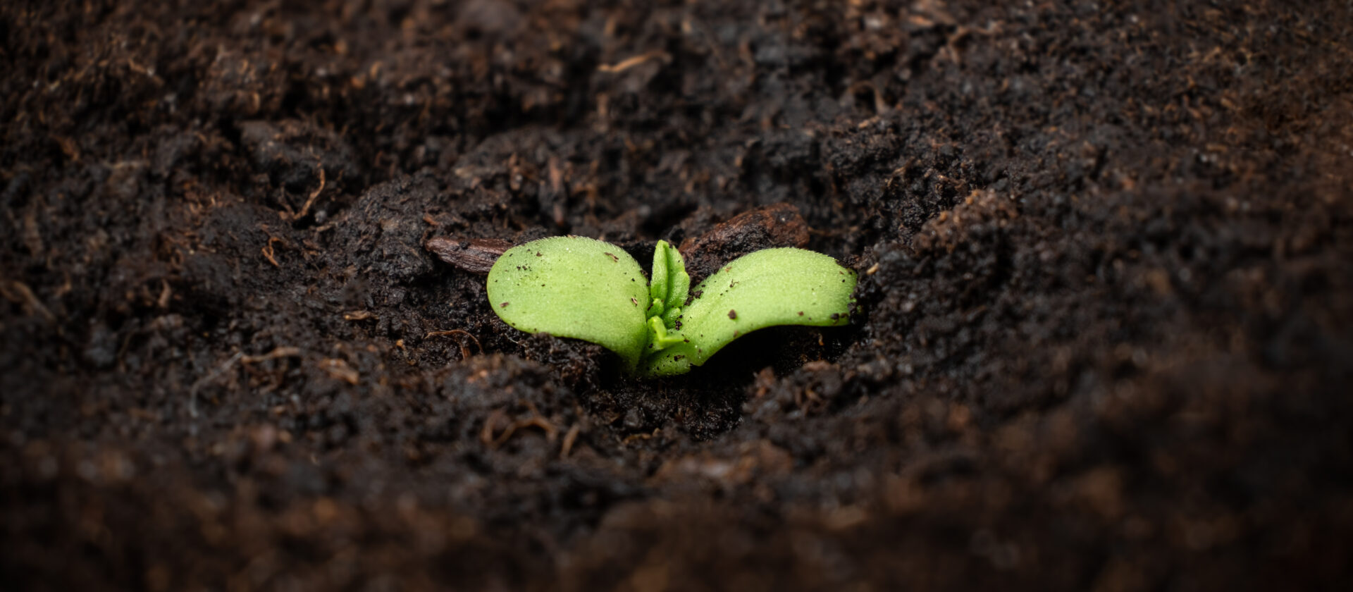 Understanding the Seedling Stage of a Cannabis Plant – Pure Instinto