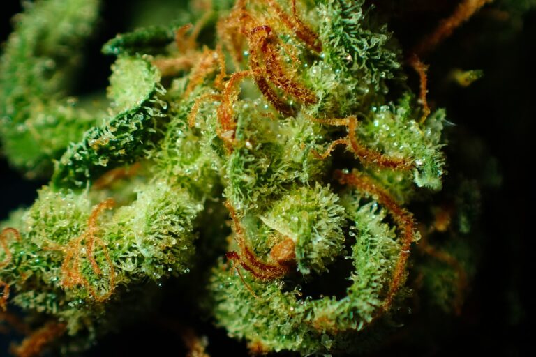 How-To: Master the Curing Phase for Perfectly Potent Marijuana Buds ...